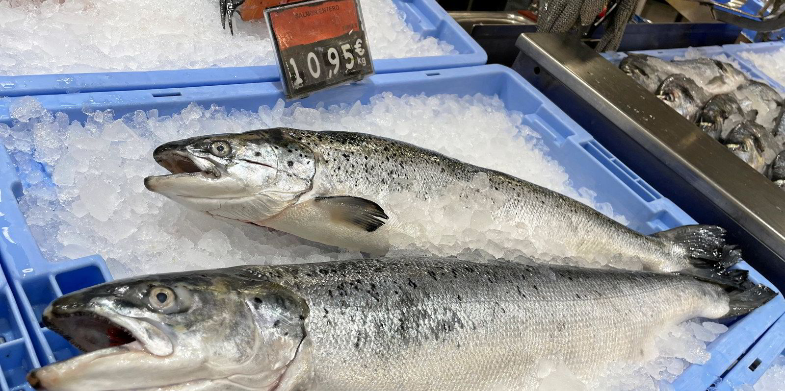 Buying farmed salmon from Norway is 'like playing Russian roulette ...