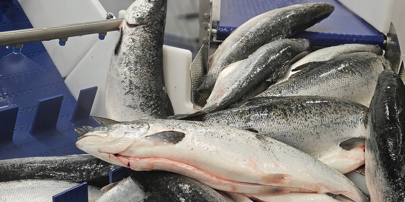 Rabobank: Global farmed salmon production rebounding in 2024, but there ...