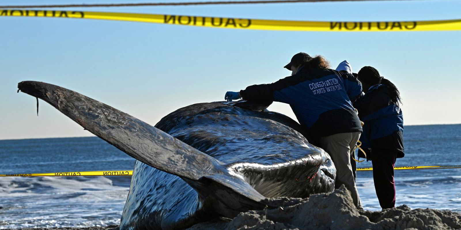 From dead whales to nimbys: seven big headaches for American offshore ...