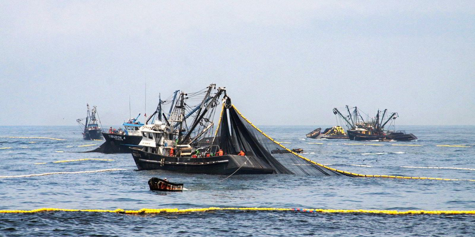 Peru anchovy industry on edge as high number of juvenile fish and bad ...