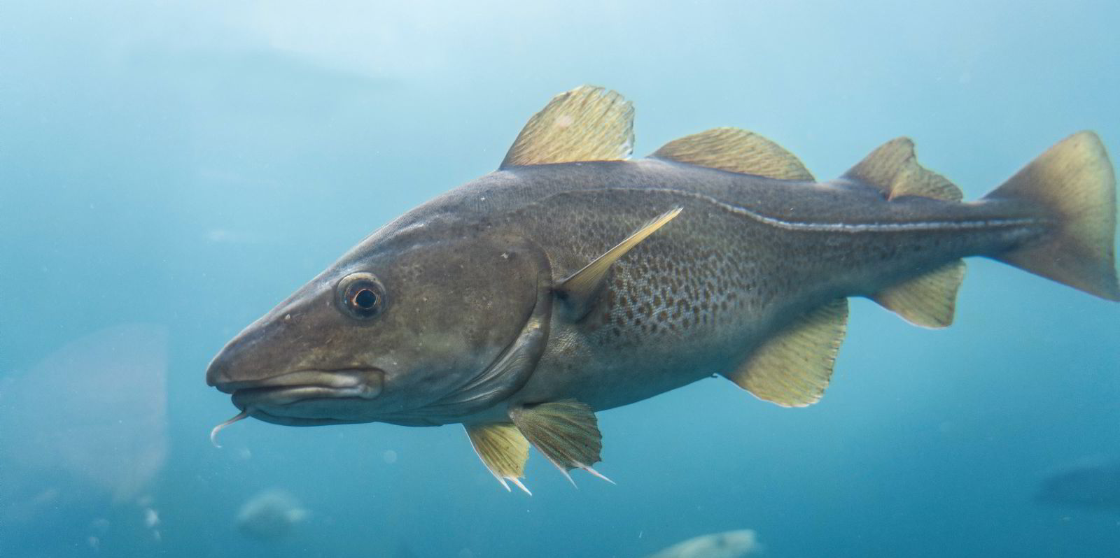 Torsken svømmer dypere når vannet blir varmere | Fiskeribladet