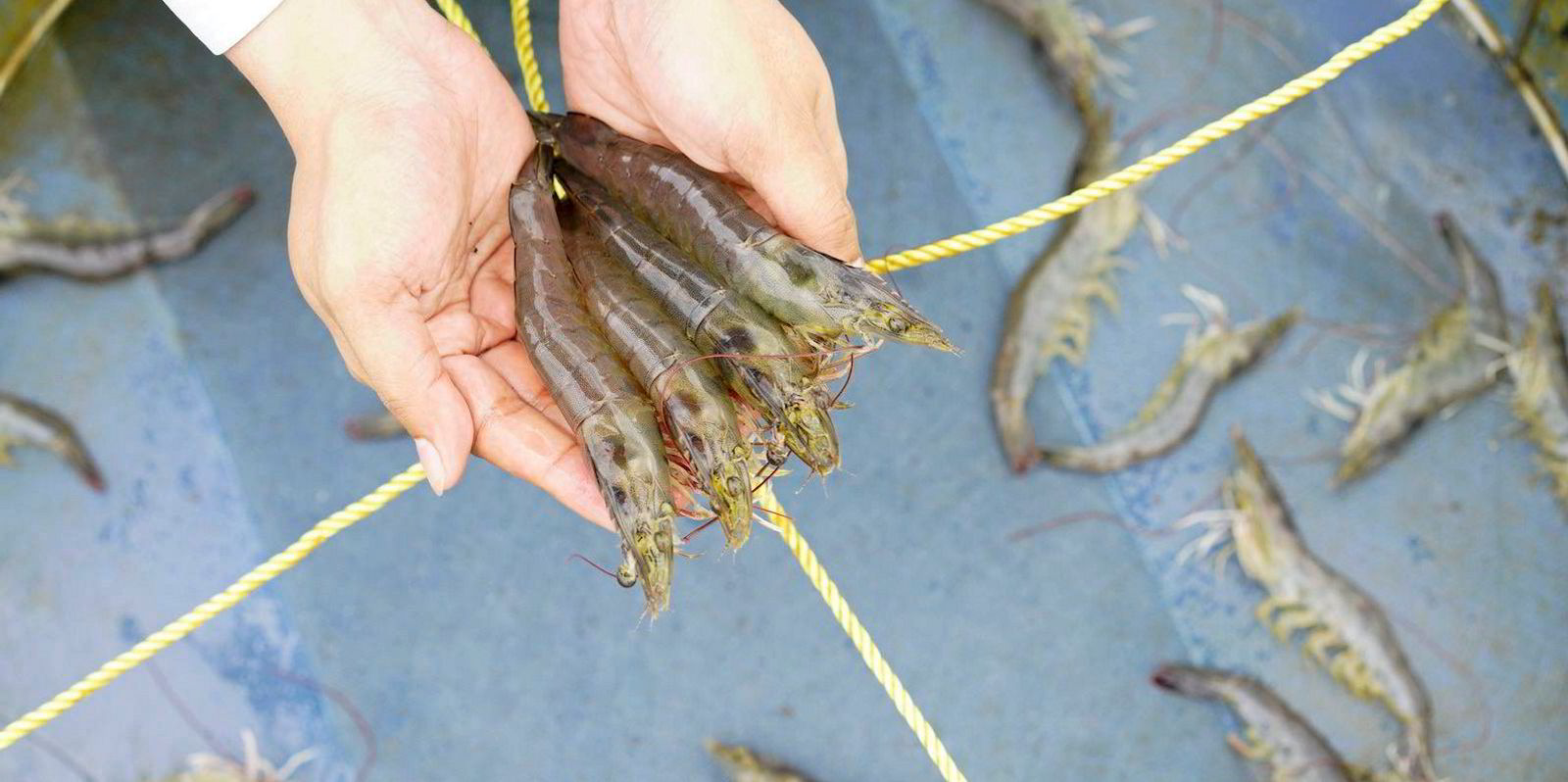 Land-based farmed shrimp from CP Foods' US project to hit market in ...