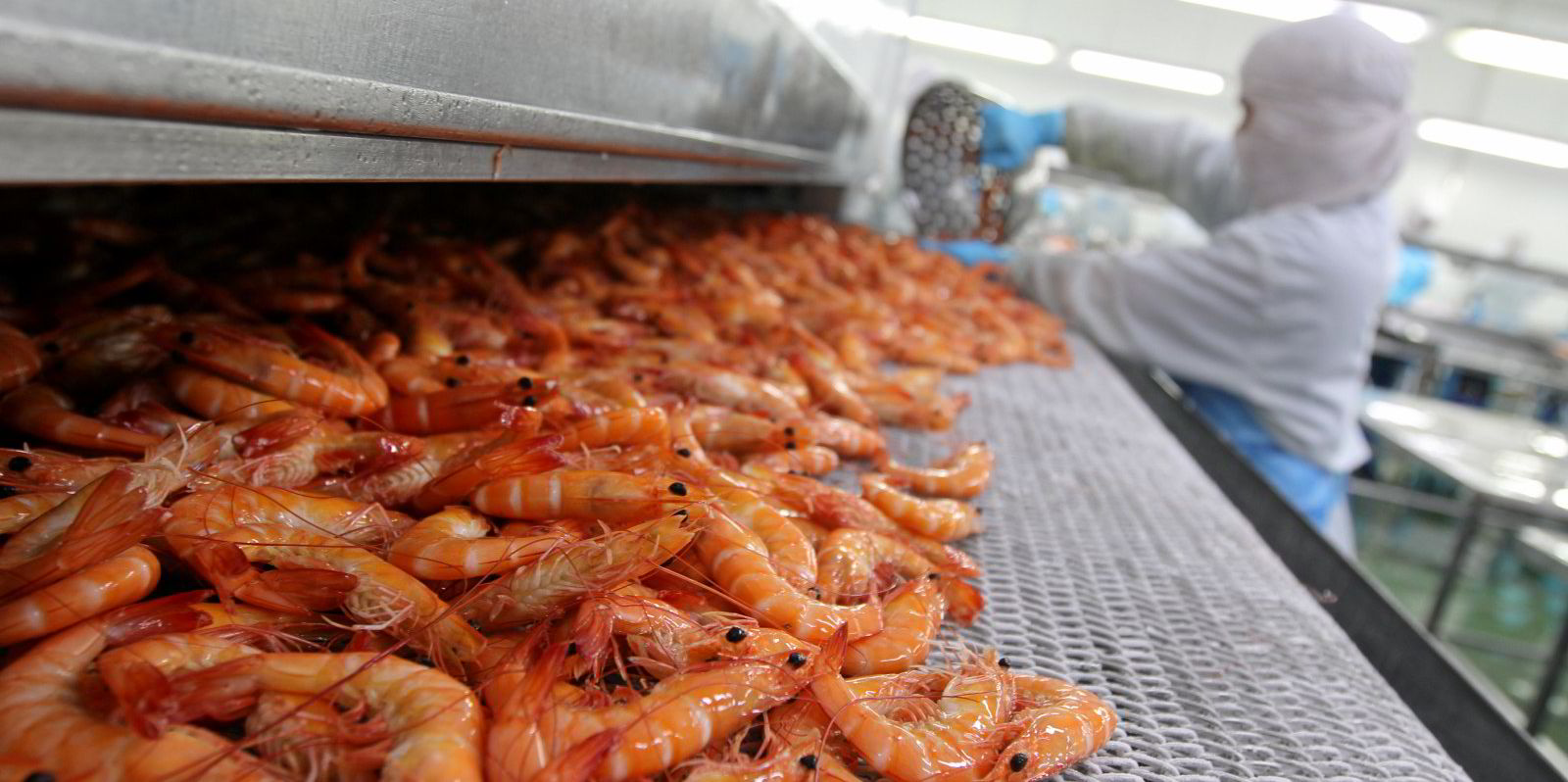 Rabobank warns shrimp market is headed for a correction | IntraFish.com