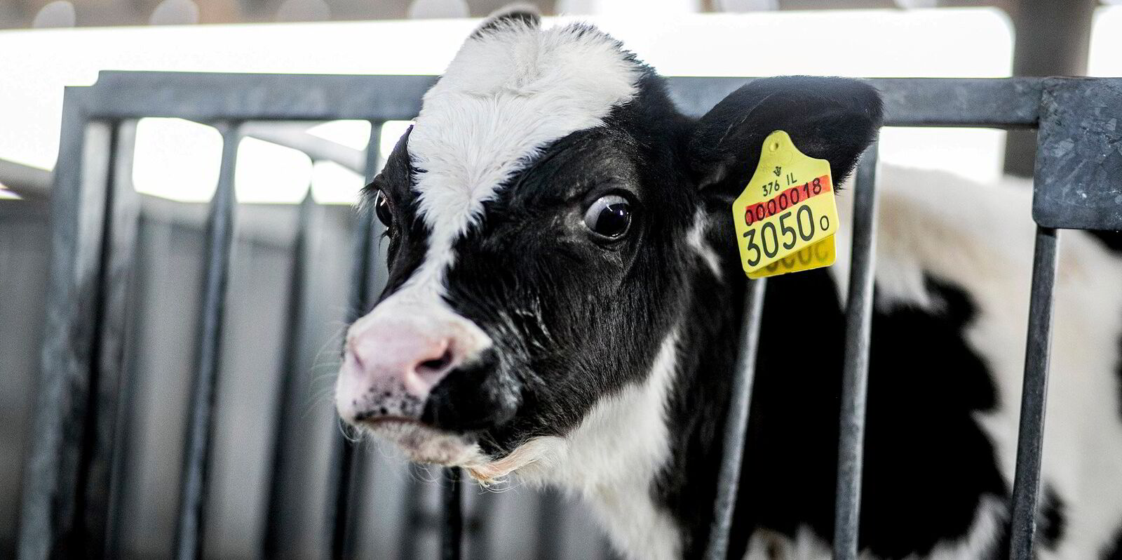 MOL looks to tap cow dung for ‘greener’ bunker fuel | TradeWinds