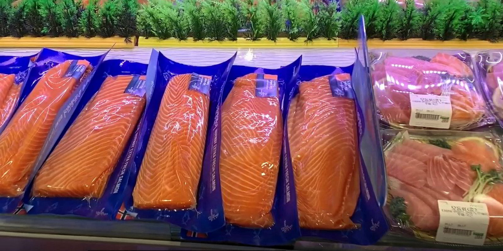 'The first quarter will be tough': Farmed salmon prices take a hit as ...