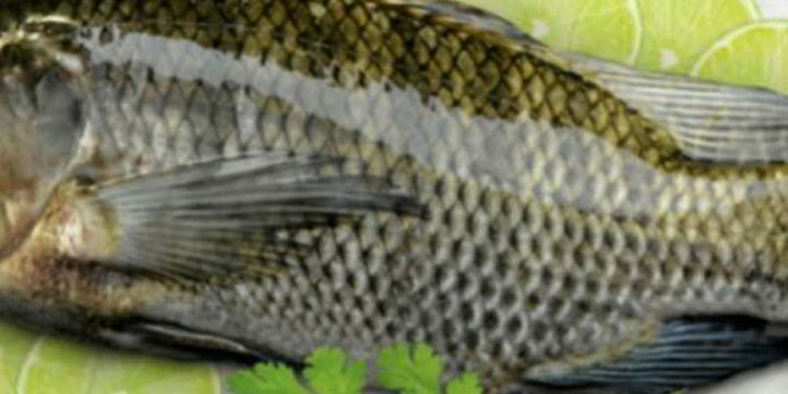 Regal Springs tilapia gains BAP four-star certification | IntraFish.com