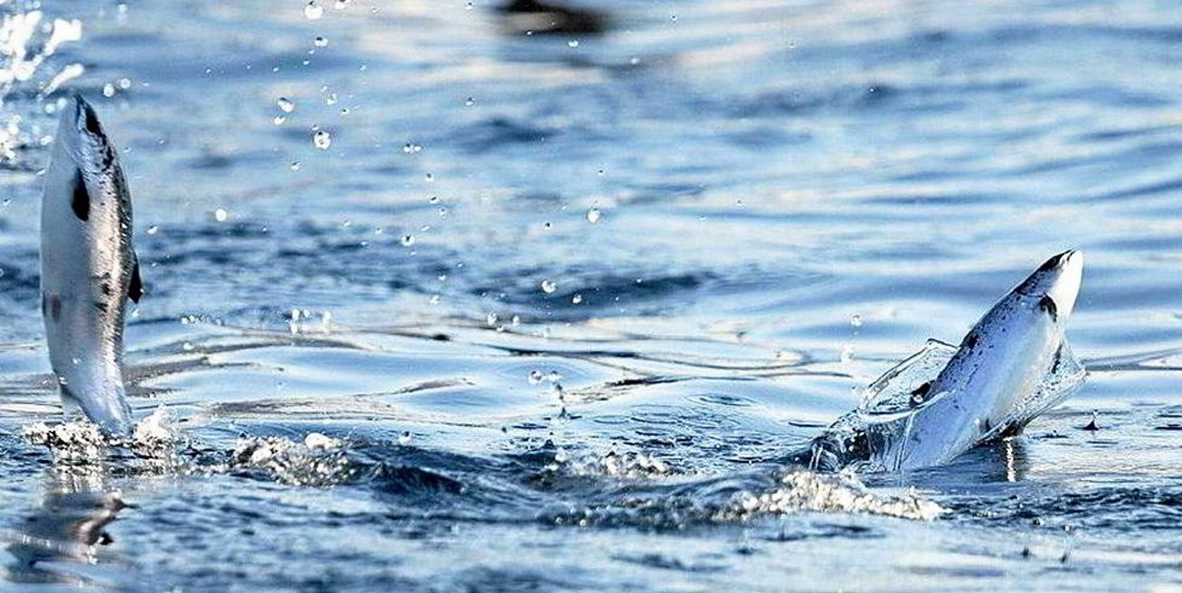 Salmon escape during delousing procedure at Cermaq farm | IntraFish.com