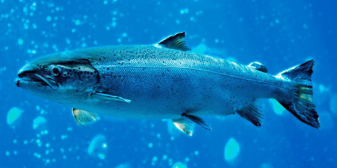 Omsetningsfall for Eidesvik Laks i 2020 | Fiskeribladet