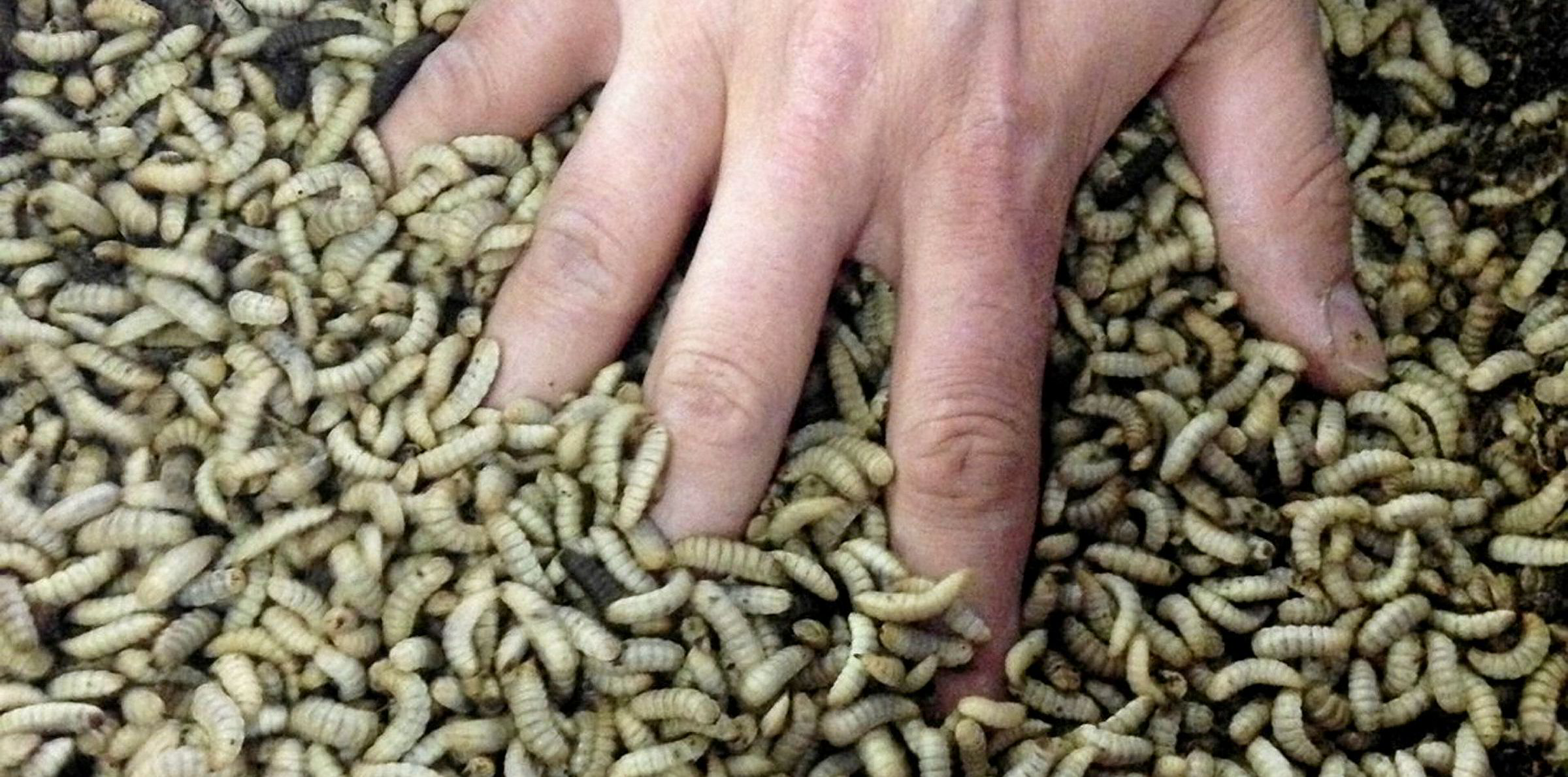 Salmon fed insect-based feed shows good growth rates, taste | IntraFish.com