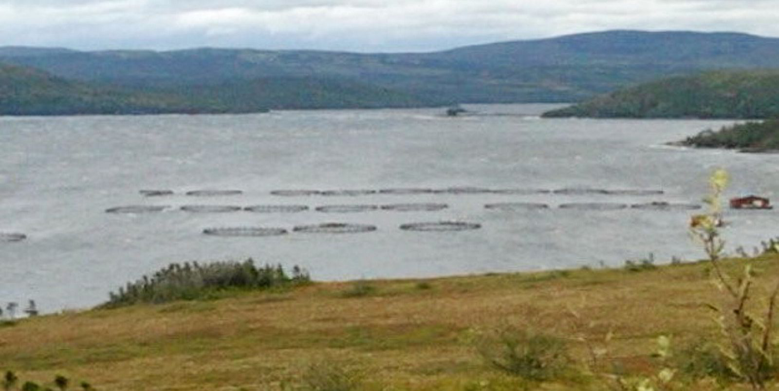IPN virus detected at Newfoundland trout farm | IntraFish.com