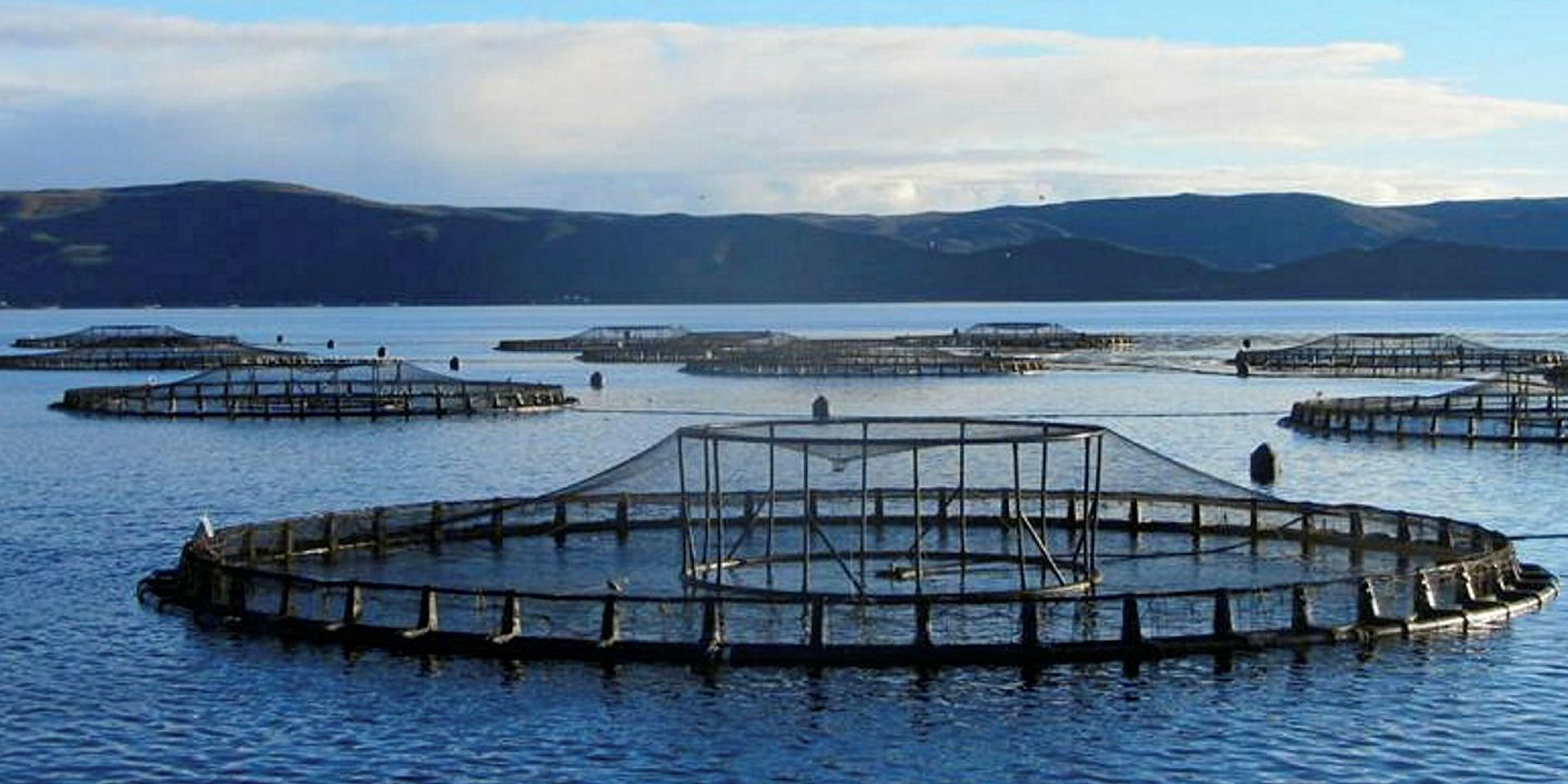 Tassal results boosted by strong prices, increased demand | IntraFish.com