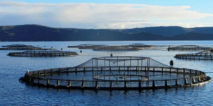 Tassal results boosted by strong prices, increased demand | IntraFish.com