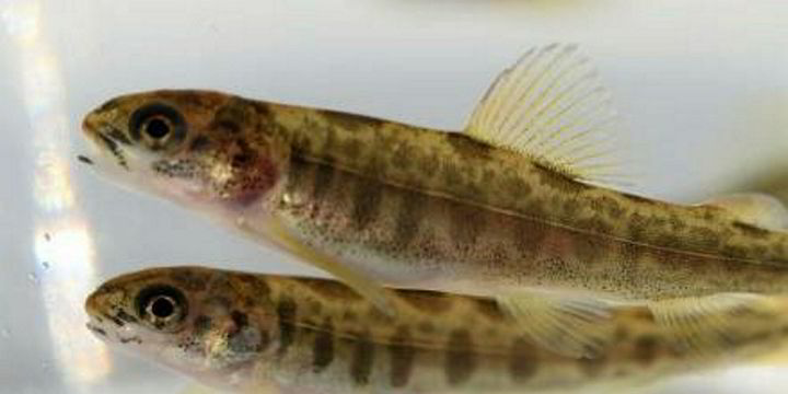 Norway's Scanship lands contract for Scottish Sea Farms' new hatchery ...