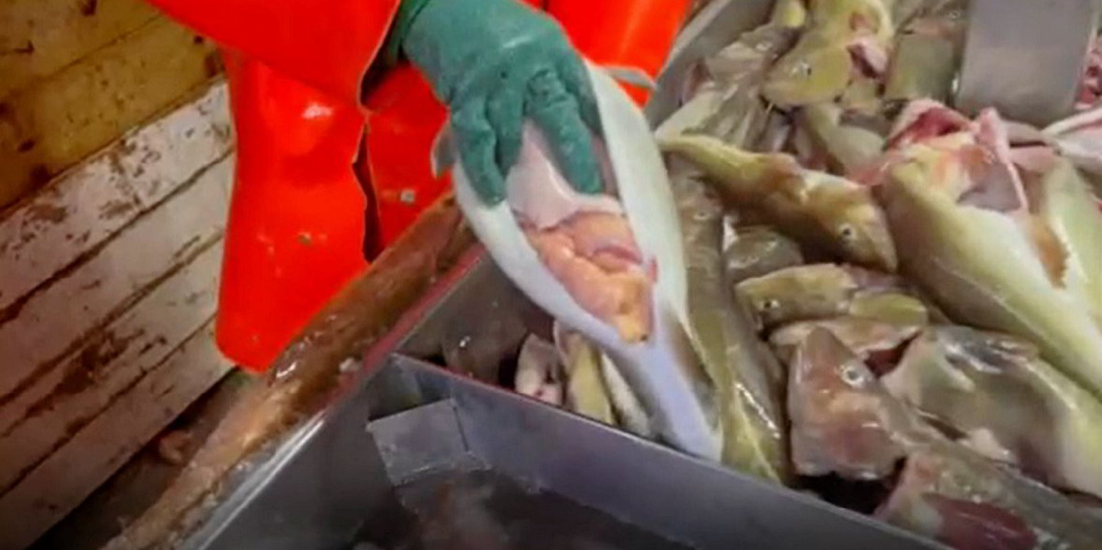 Har funnet kjønnsmoden torsk på tre Norcod-lokaliteter – må slakte ut ...