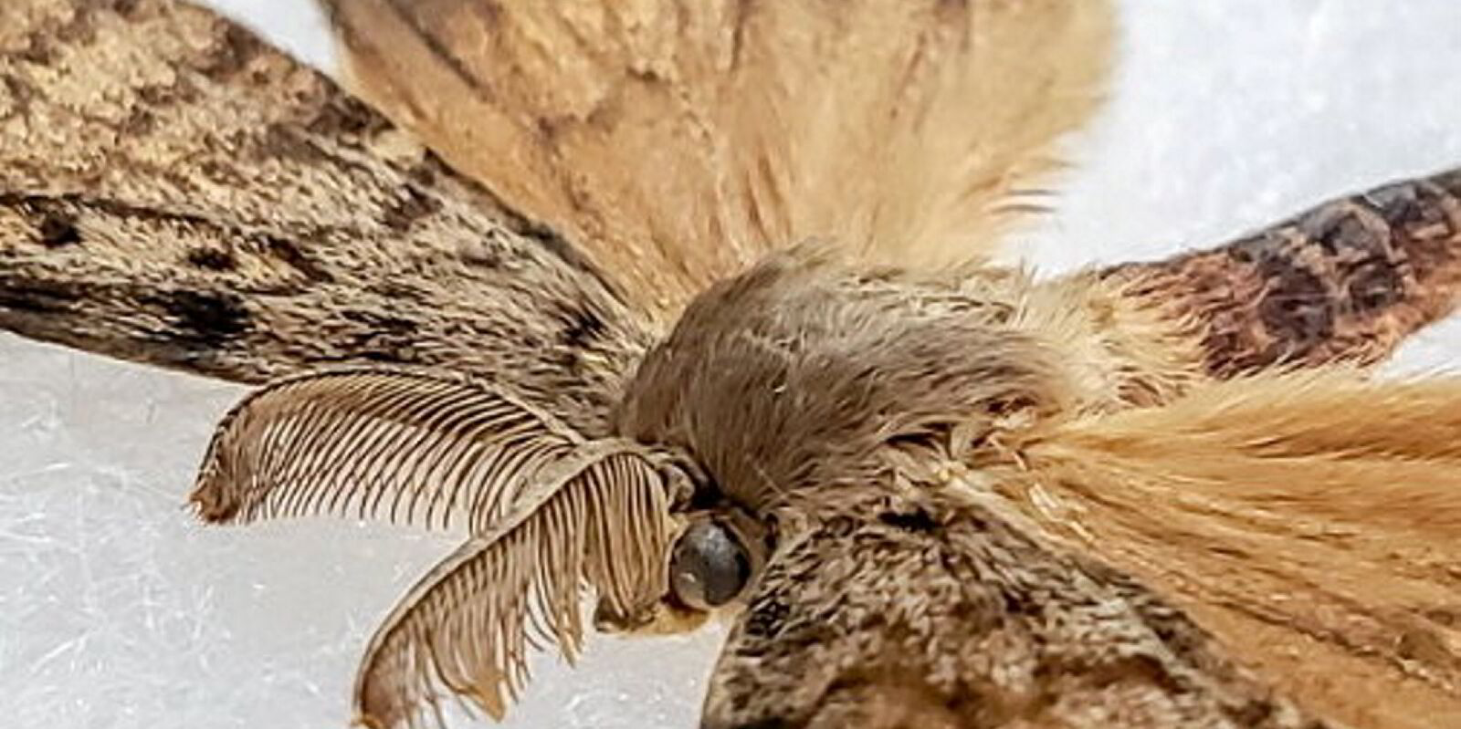 Ship carrying forest-threatening invasive moths nabbed in US port ...