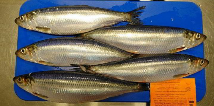 Høstens sildefiske har fått en forsiktig start med tre fangster fra tre ...