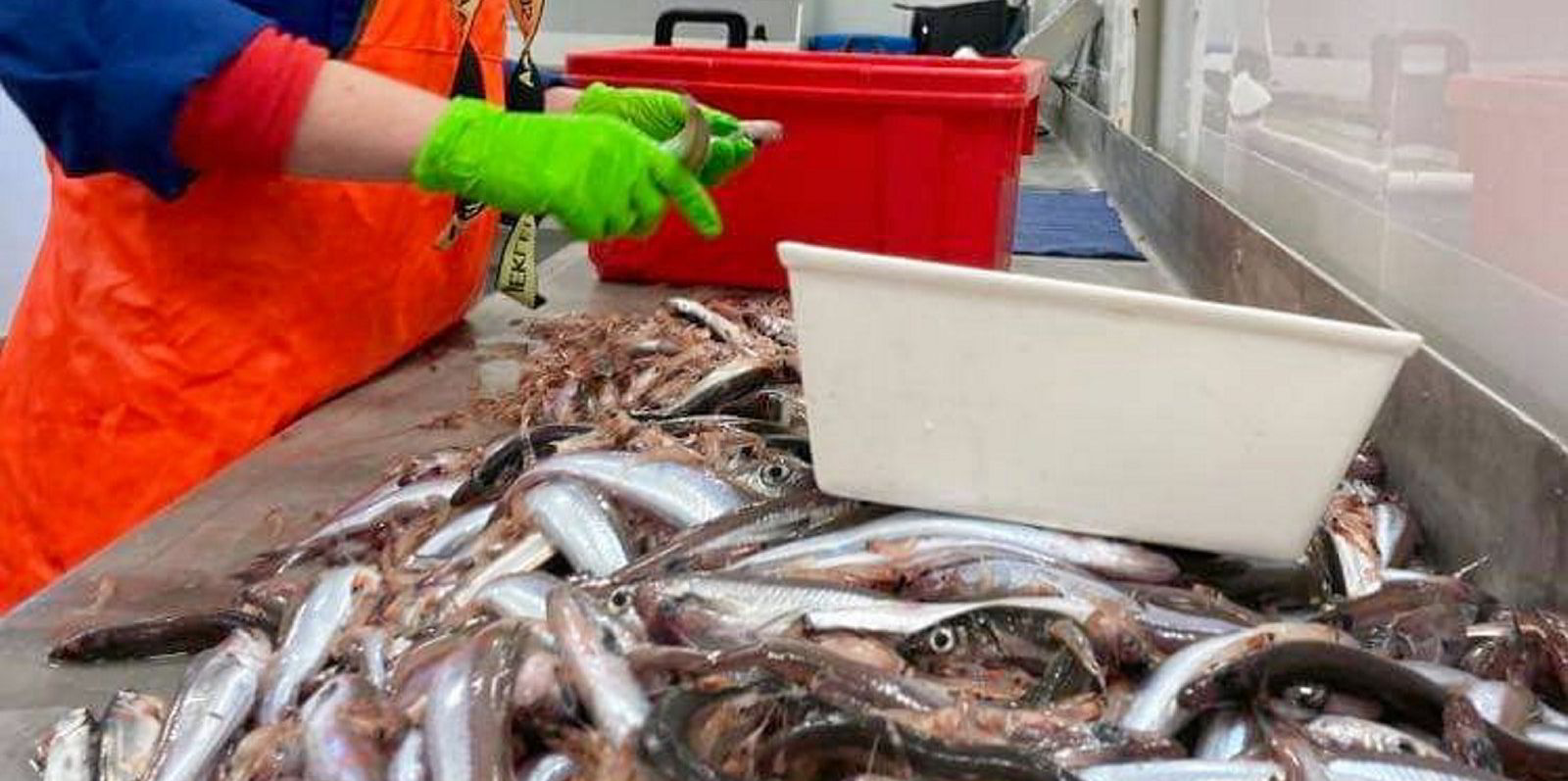 Gyteområdene til lodda er flyttet vestover | Fiskeribladet