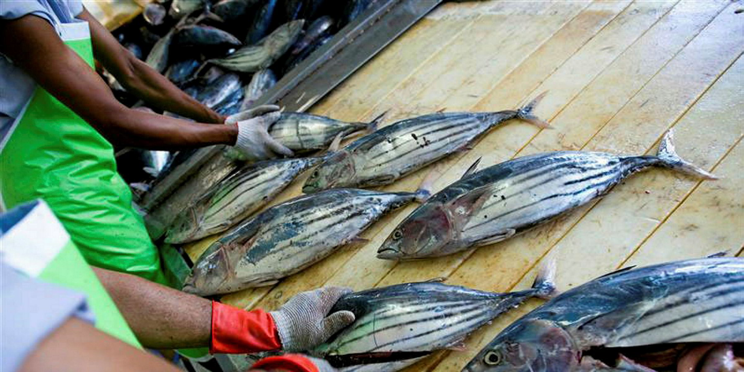Filipino tuna fleet opposes vessel-monitoring rules | IntraFish.com