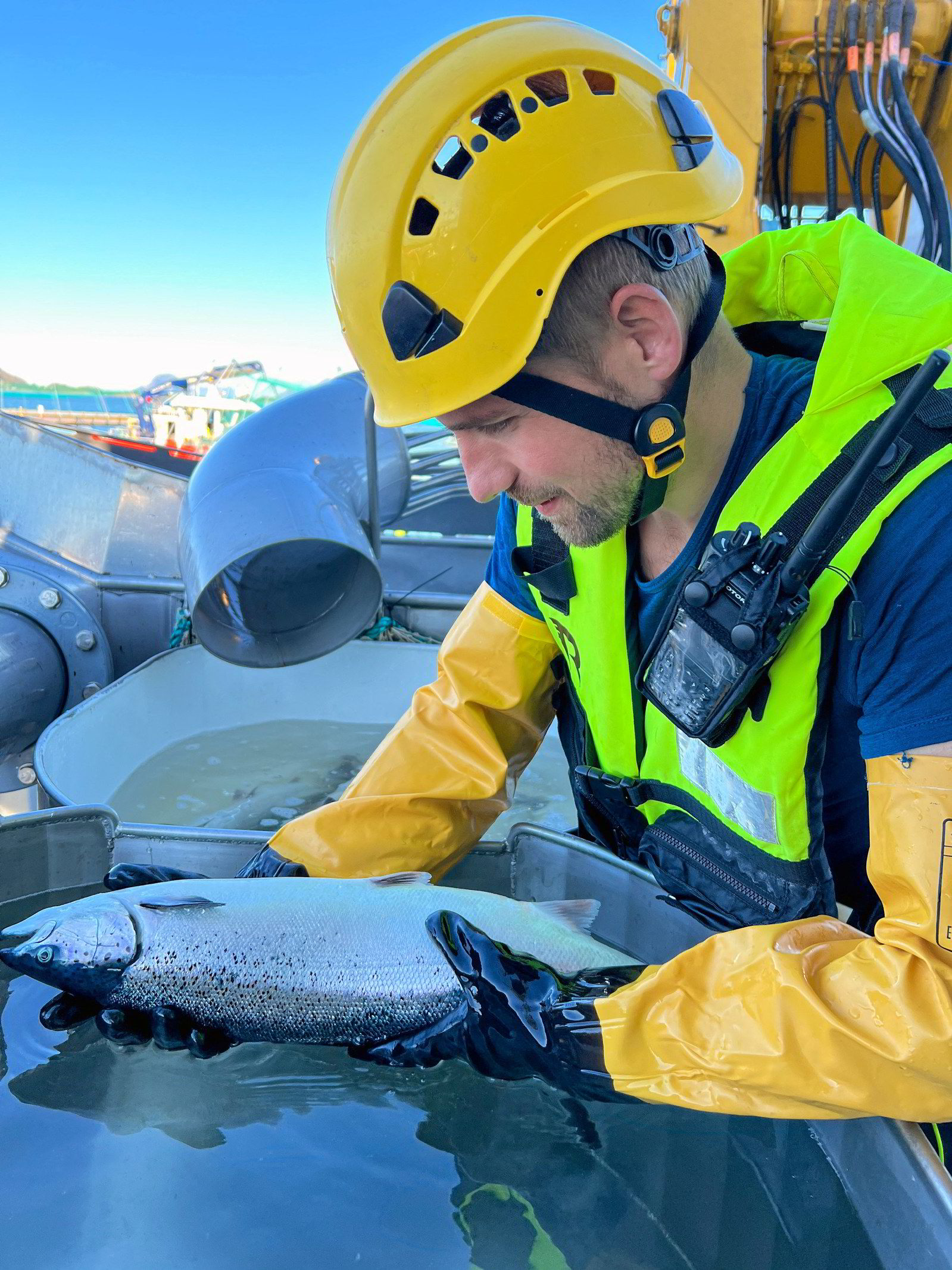 Fiskehelsebiologen: – Man må håndtere utfordringene innen rammene man har, og i mange tilfeller ...