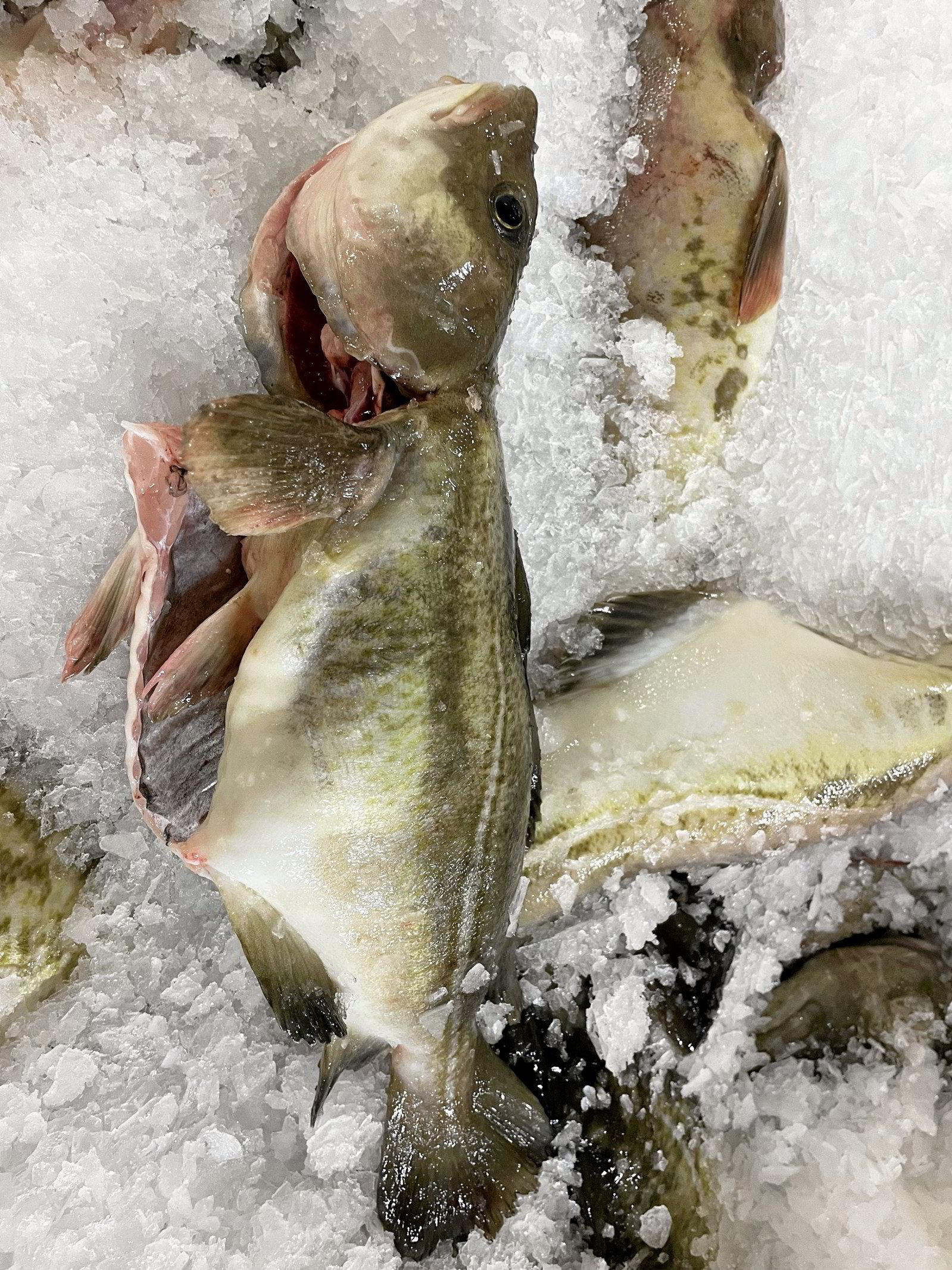 Norcod: – Dette er veldig frustrerende. Hvis det er noen som vil ha ...