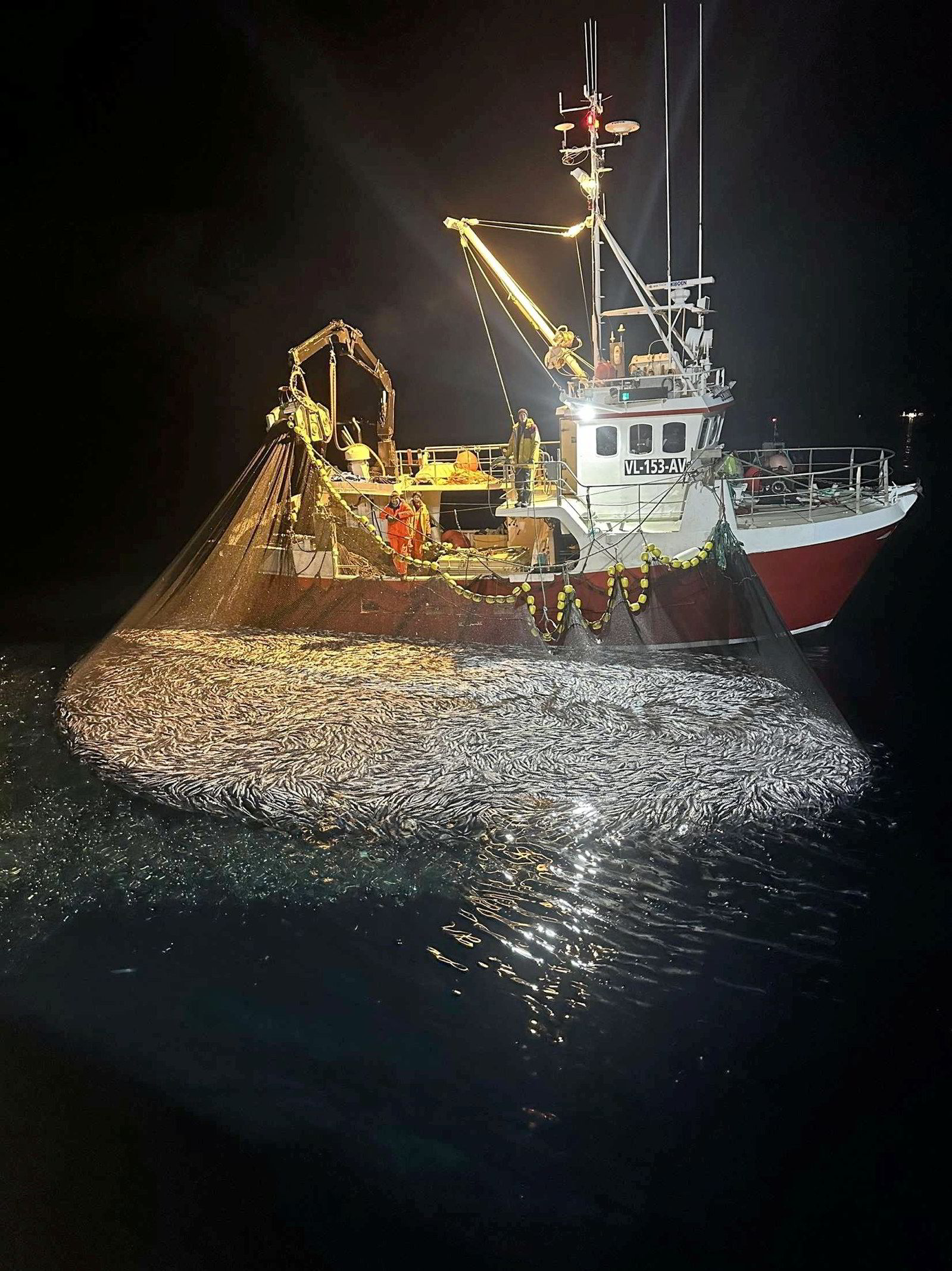 Gode sildefangster: – Skulle sett at prisen var litt høyere | Fiskeribladet