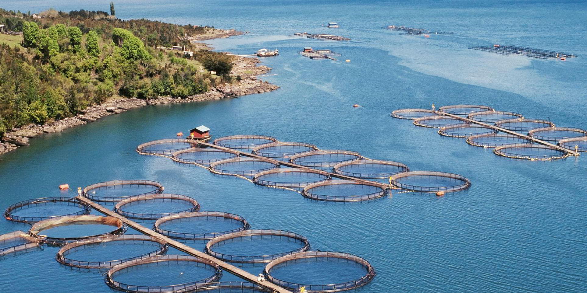Civil unrest in Chile affecting farmed salmon deliveries | Intrafish