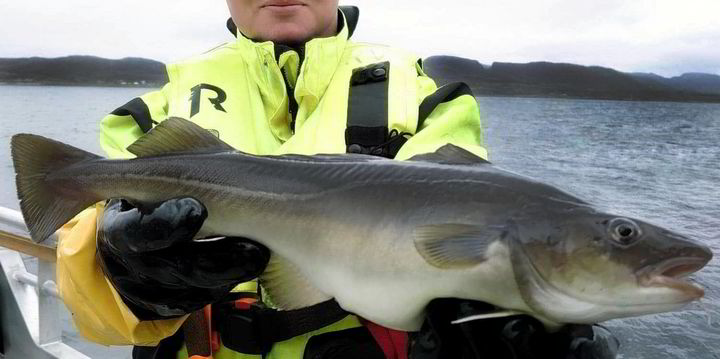 A decade after collapse, cod farming is back. Can the industry get it ...