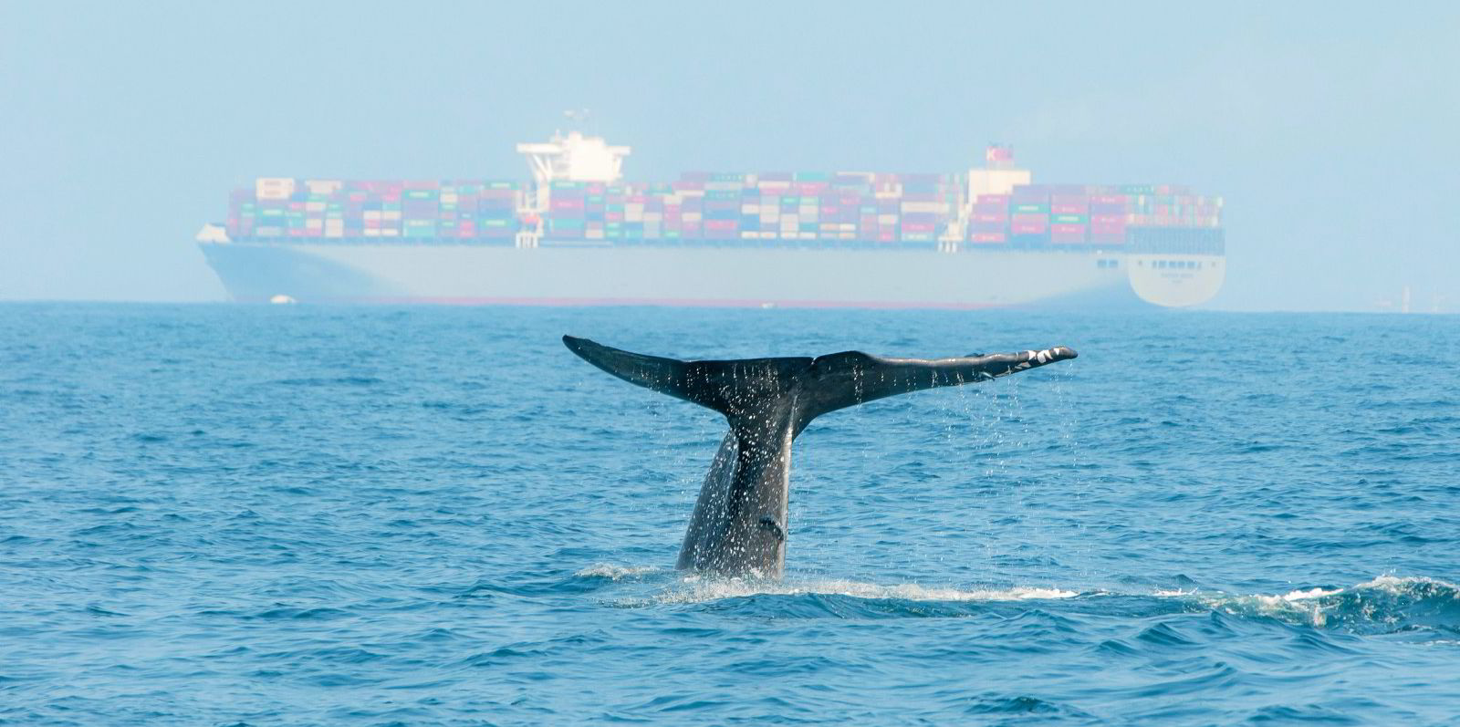 MSC re-routes around Sri Lanka to protect blue whales | TradeWinds