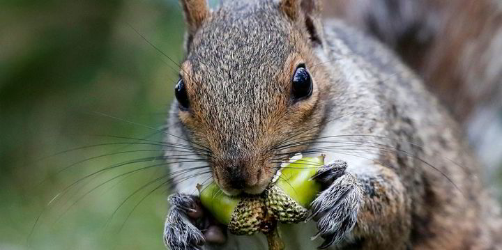 Acorn CCS and hydrogen project drives clean energy player's growth plan ...