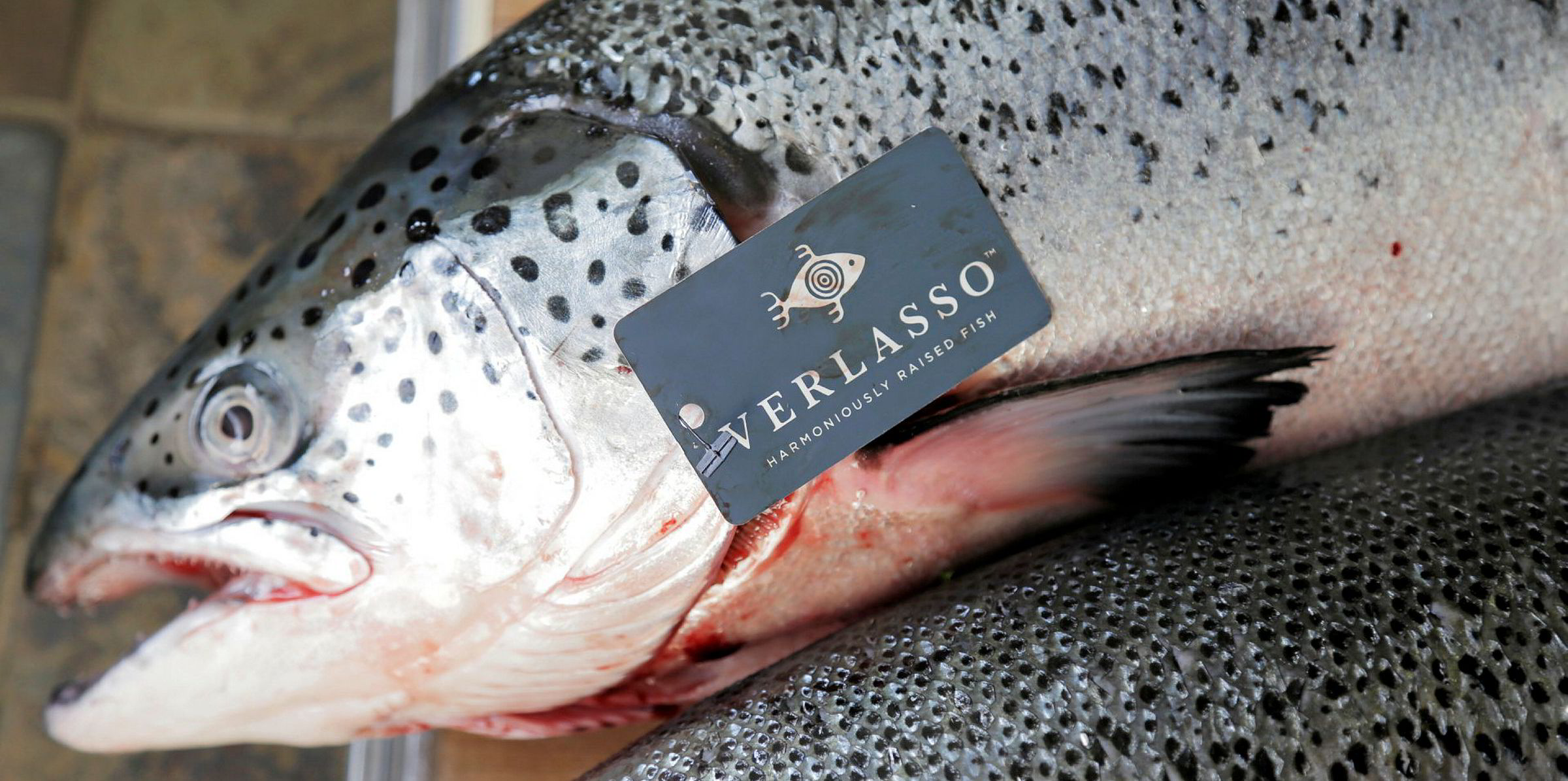 Verlasso loses Seafood Watch 'good alternative' recommendation as ...