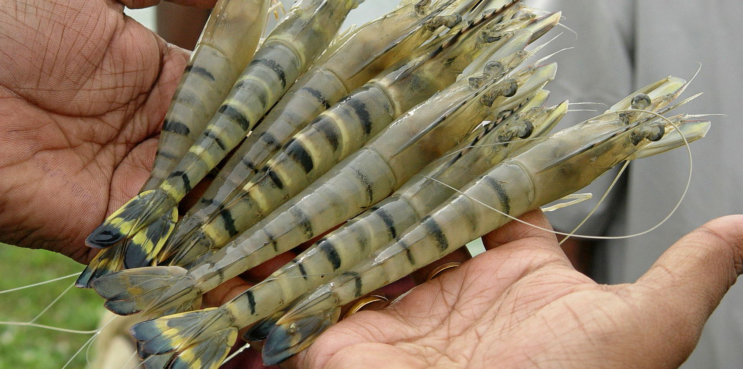 India's MPEDA to launch multi-species aquaculture complex | IntraFish.com