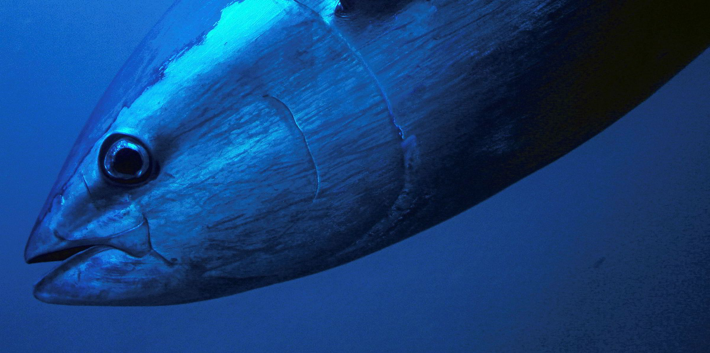 Land-based tuna farming in Norway? This company thinks it's time ...