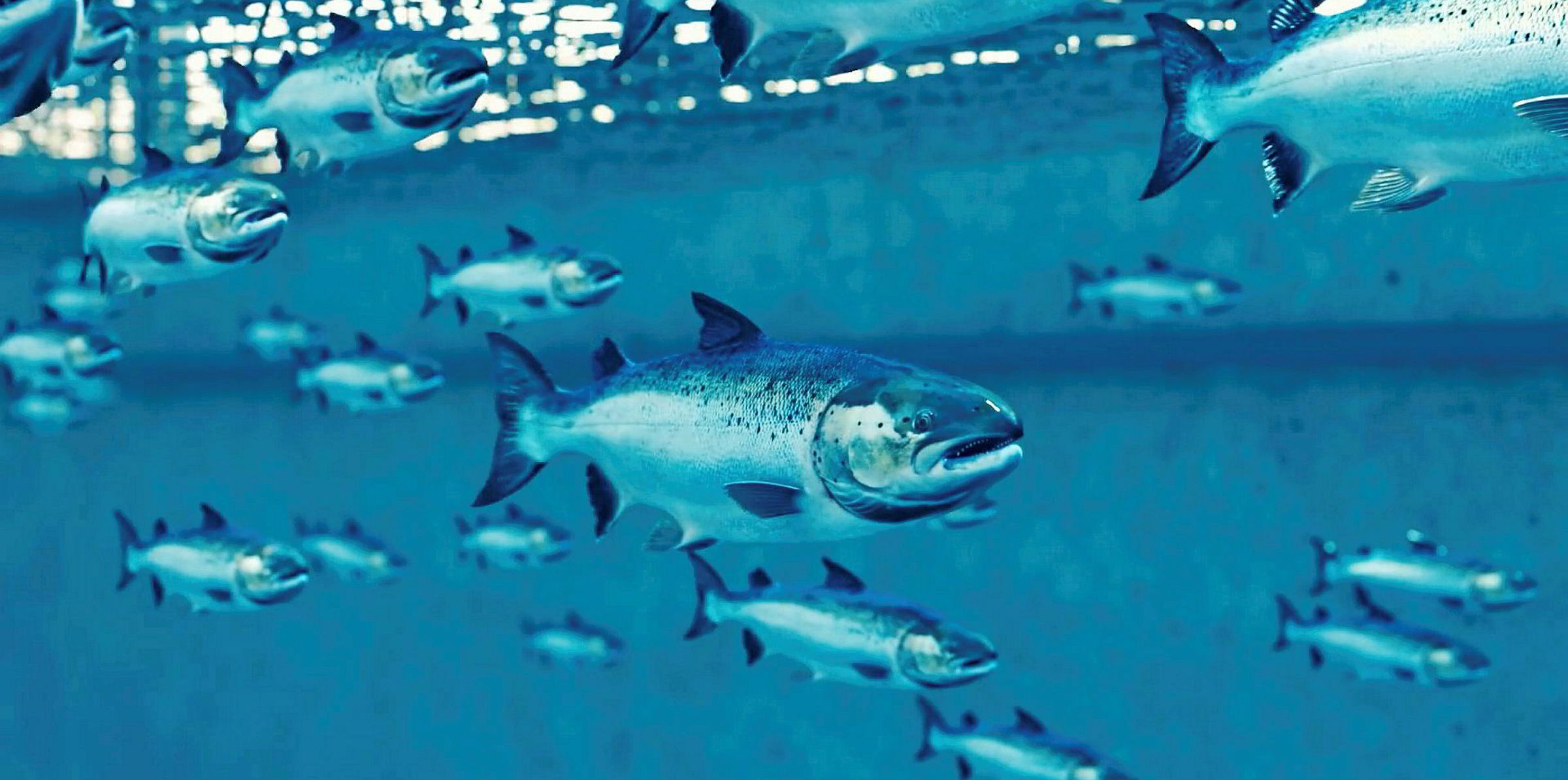 Eksporten av norsk laks holder stillingen – til tross for ...