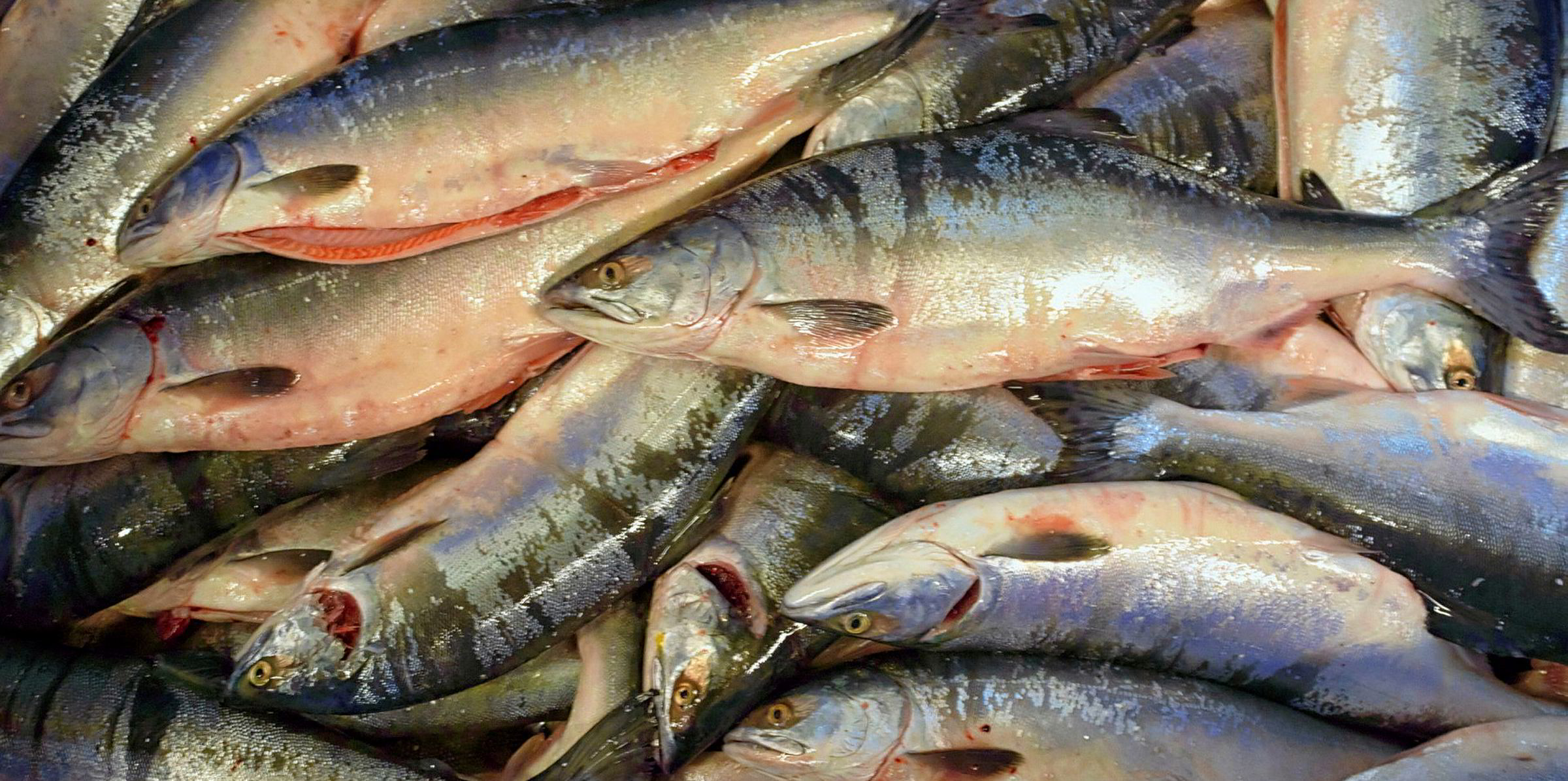 Russian Fishery Company's pollock surimi plans have potential to ...