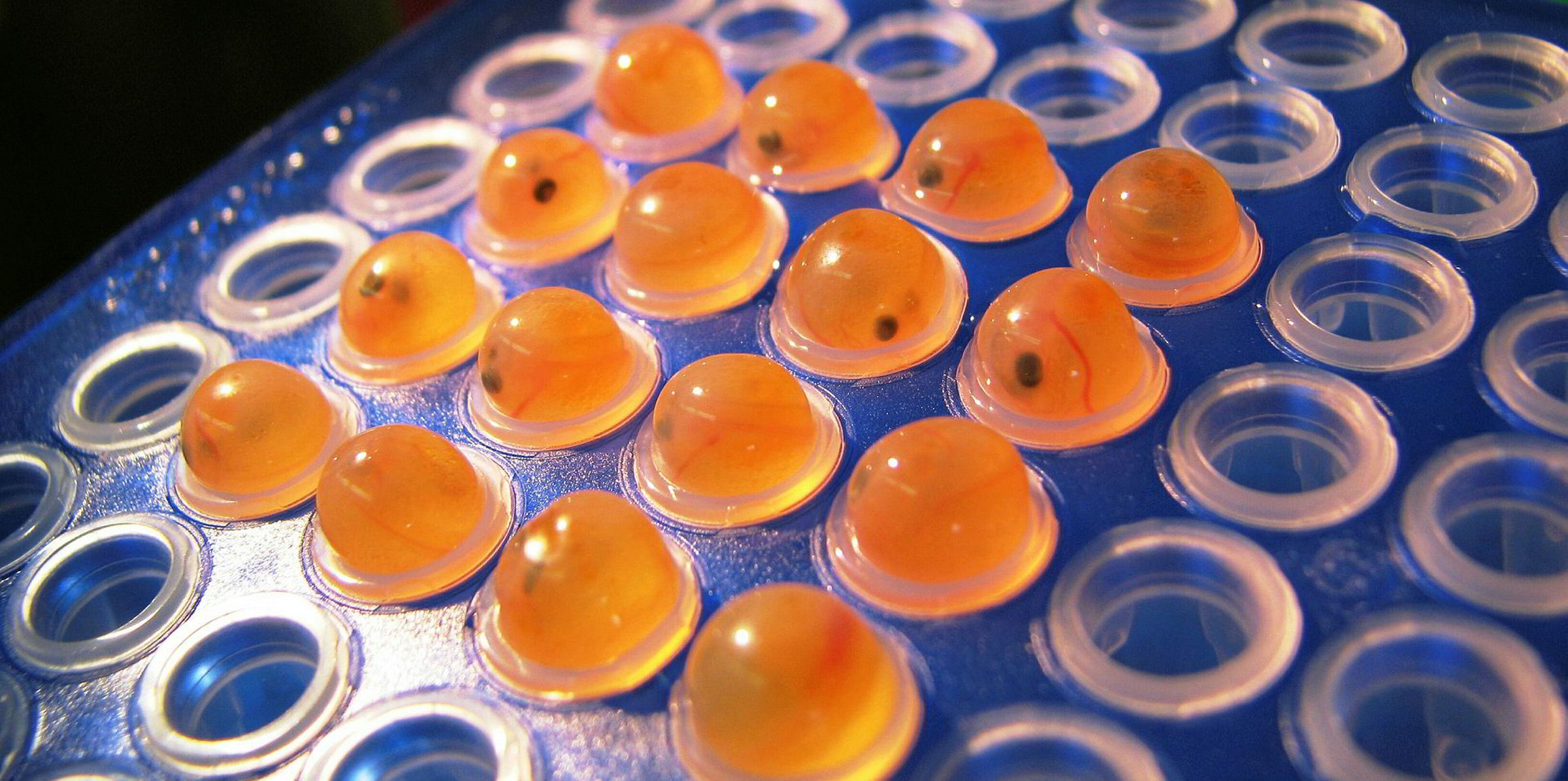 FDA: Genetically engineered salmon can now be grown, sold in the US ...