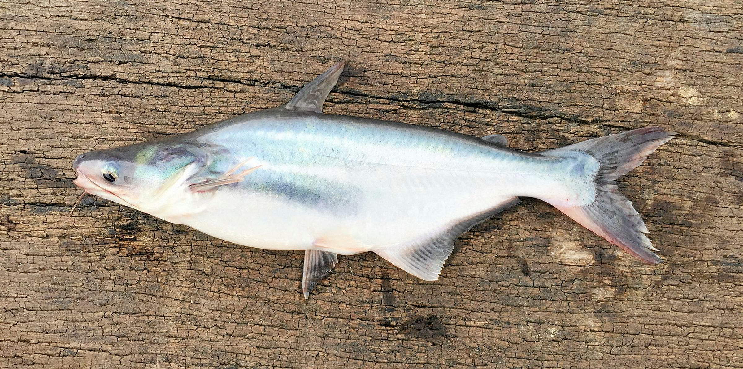 Vietnam pangasius exports to US return to top spot | Intrafish