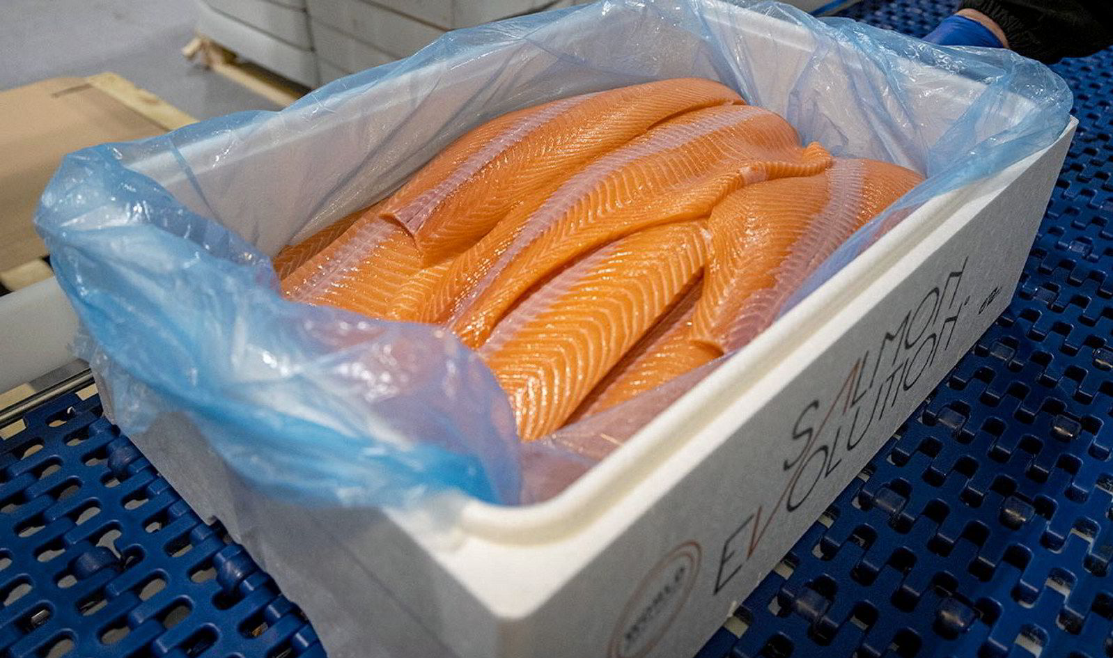 Salmon Evolution har slaktet den første laksen sin | IntraFish.no