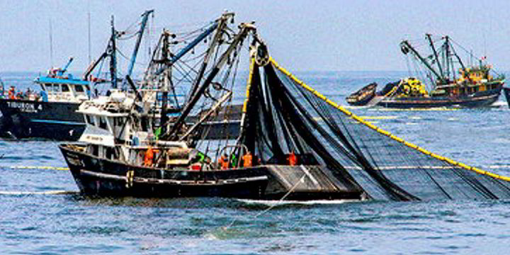 Peru anchovy quota announced; volume up sharply over last year ...