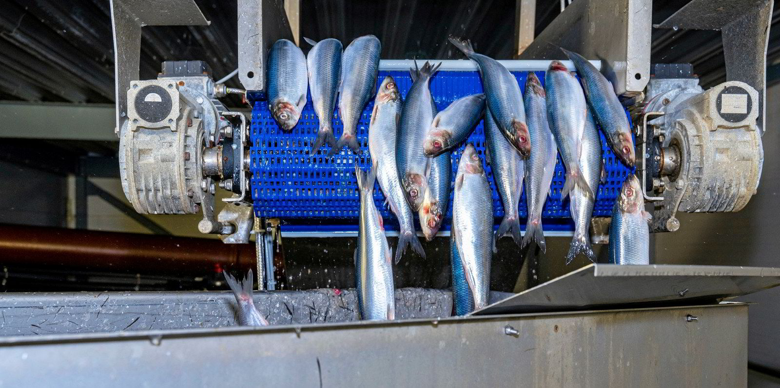 Fabrikken på Træna har en kapasitet på 800 tonn fisk per døgn - bli med ...