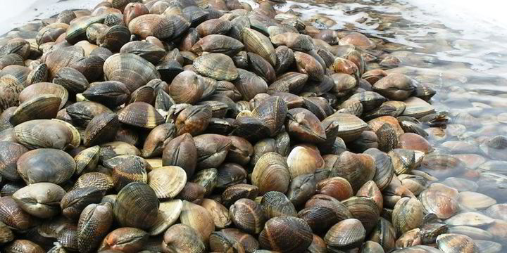 Pacific acquires Coast Seafoods Co., 50% share in Penn Cove | IntraFish.com