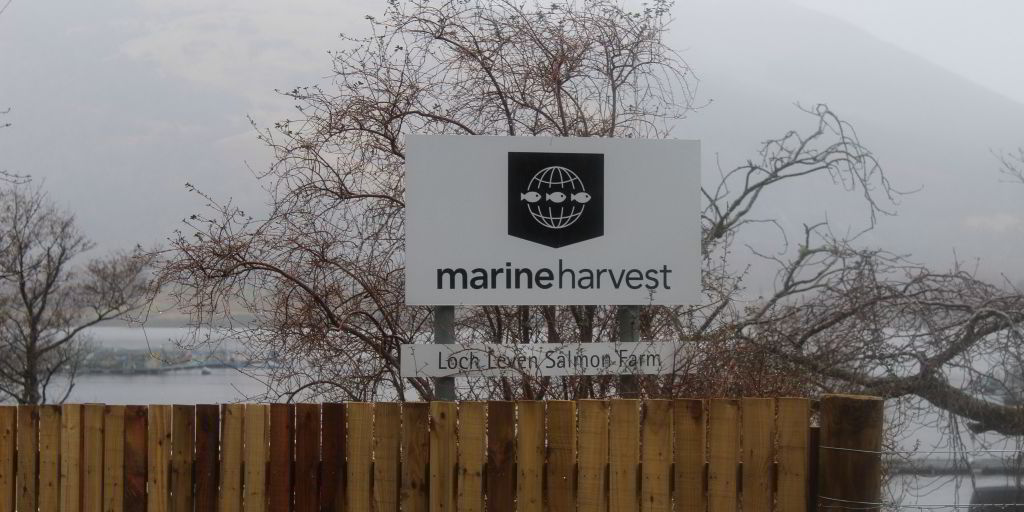 Marine Harvest's ASC certification target looks increasingly ambitious ...