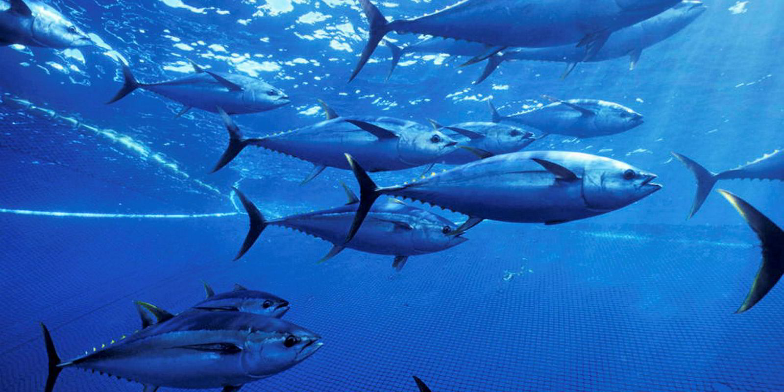 EU: Indian Ocean tuna sustainability remains a concern | IntraFish.com