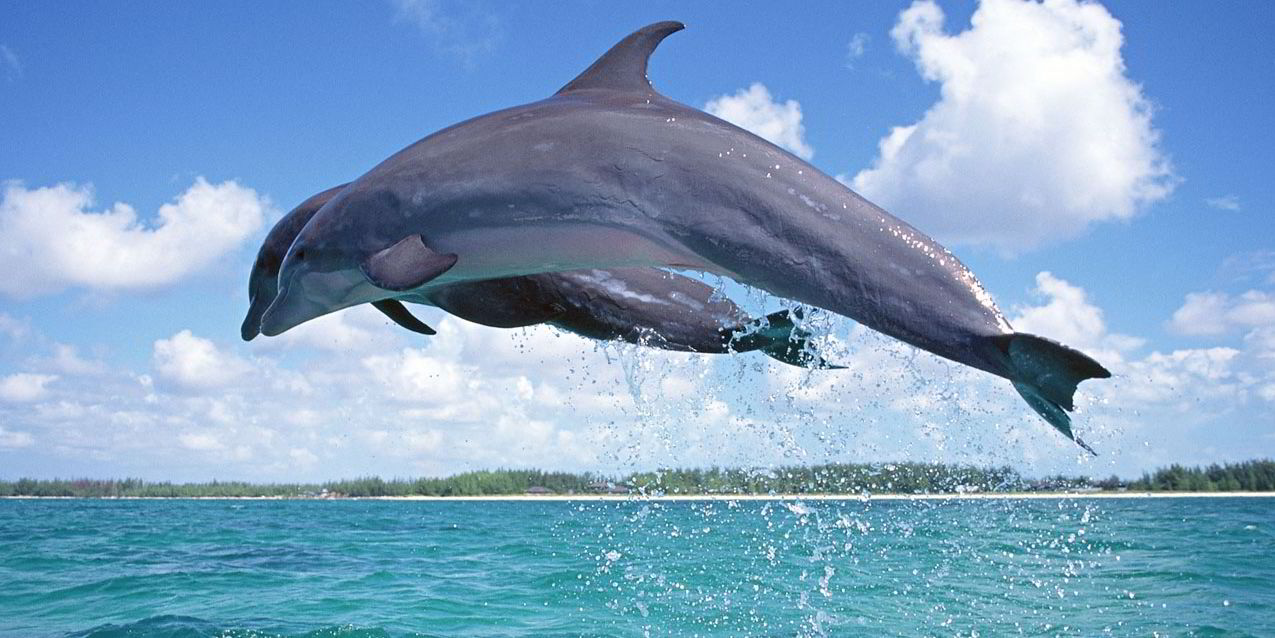 Dolphin in new seismic fleet leap | Upstream Online