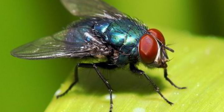 Insects make their way into salmon feed | IntraFish.com