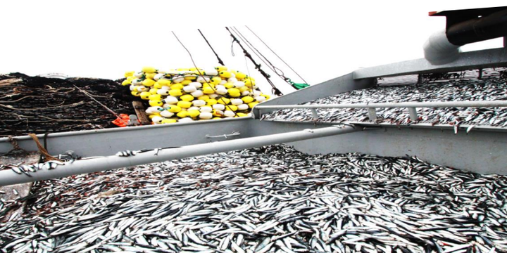 Peru sets first season anchovy quota at 1.8 million metric tons ...