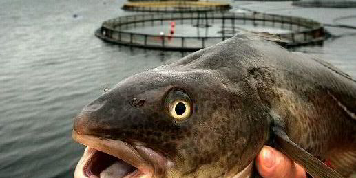 New farmed cod disease identified, threatens cage farming | IntraFish.com