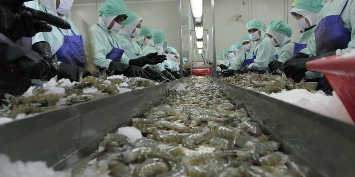 CP Prima to invest $31 million in new shrimp, feed plant | IntraFish.com