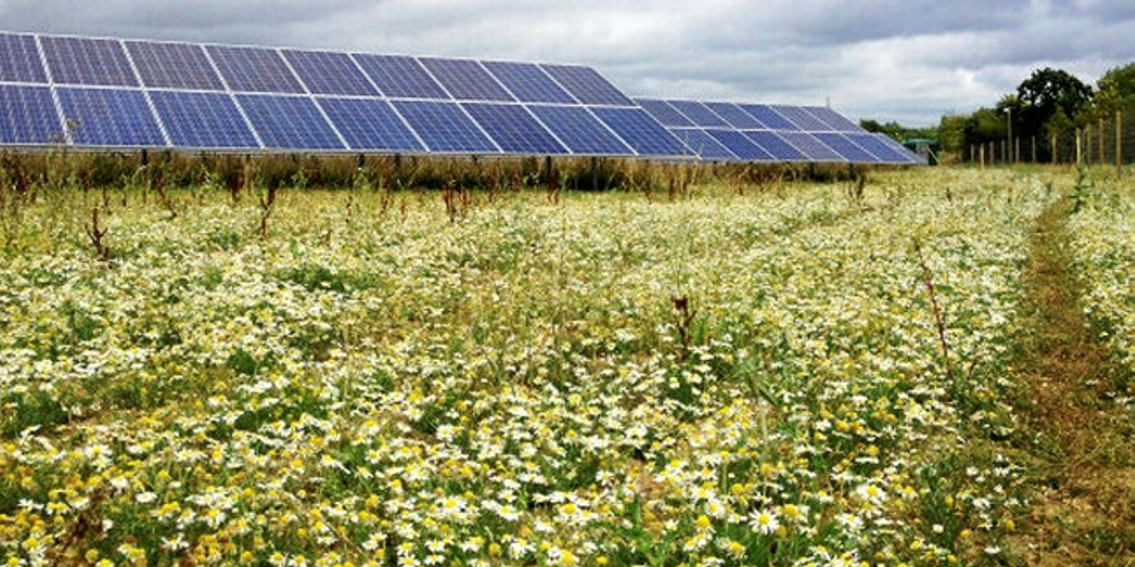Lightsource BP boosts solar PV expansion plans | Recharge