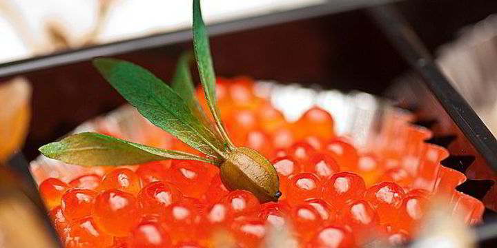 Copper River sockeye roe fetching record prices in Japan | IntraFish.com