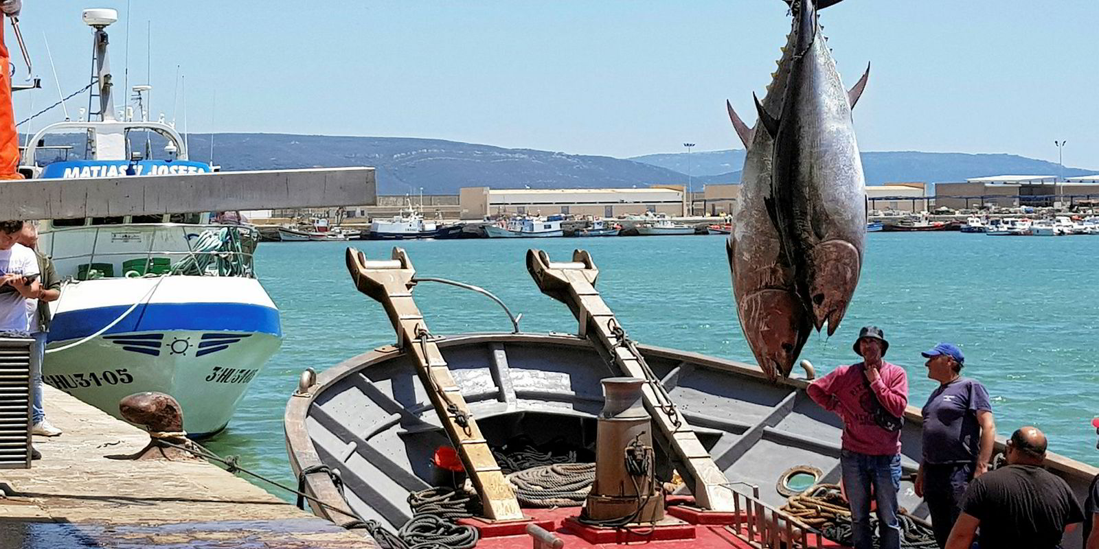 Spanish bluefin tuna ranching giant sees bright outlook with rising ...